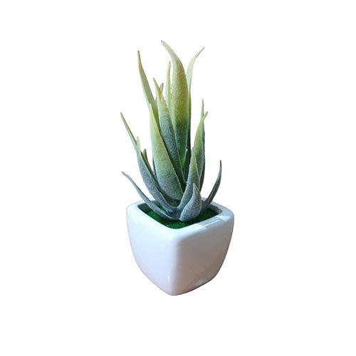 Agave mini - PAISAJISMO ARTIFICIAL